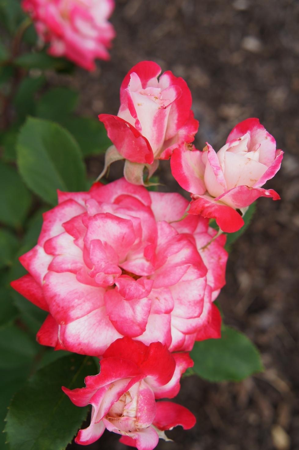 Rose (Rosa 'Candy Cane Cocktail') in the Roses Database - Garden.org