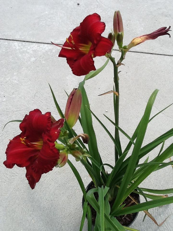 Photo of the entire plant of Daylily (Hemerocallis 'Funny Valentine ...