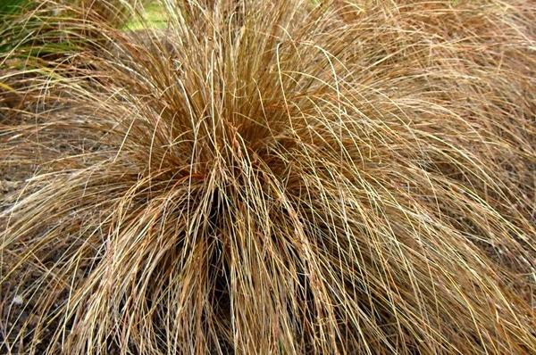 Photo of the entire plant of Weeping Brown Sedge (Carex flagellifera ...