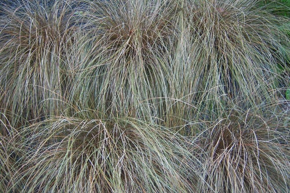 Photo of the entire plant of New Zealand Hair Sedge (Carex comans ...