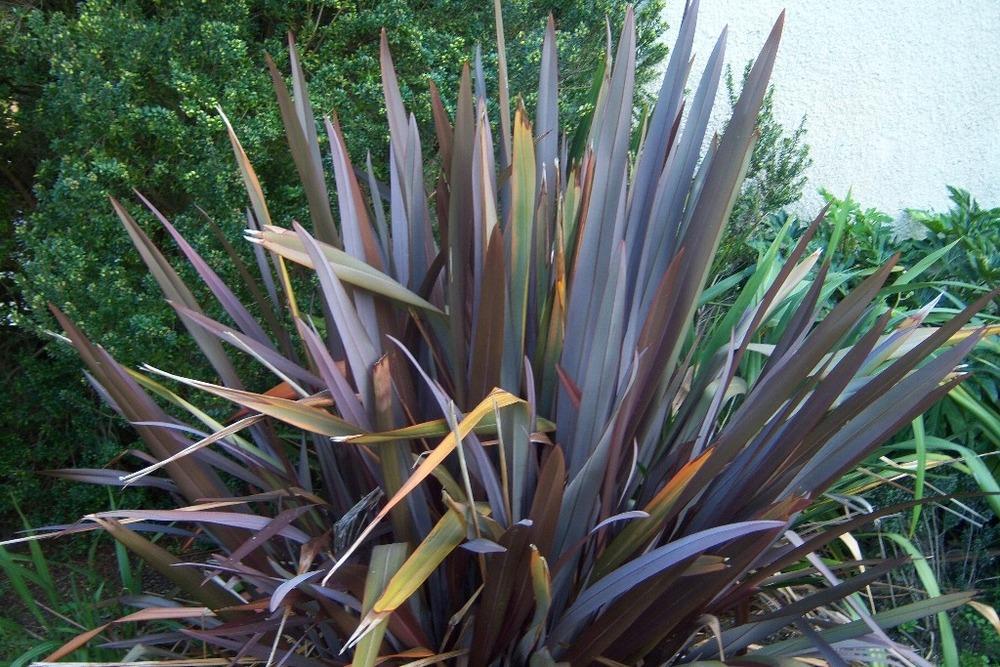 Phormium tenax 'Purpureum' - Garden.org