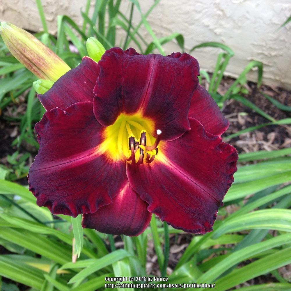 Photo of the bloom of Daylily (Hemerocallis 'Dominic') posted by nben ...