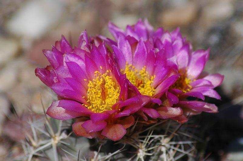 Uinta Basin Hookless Cactus (Sclerocactus wetlandicus) - Garden.org