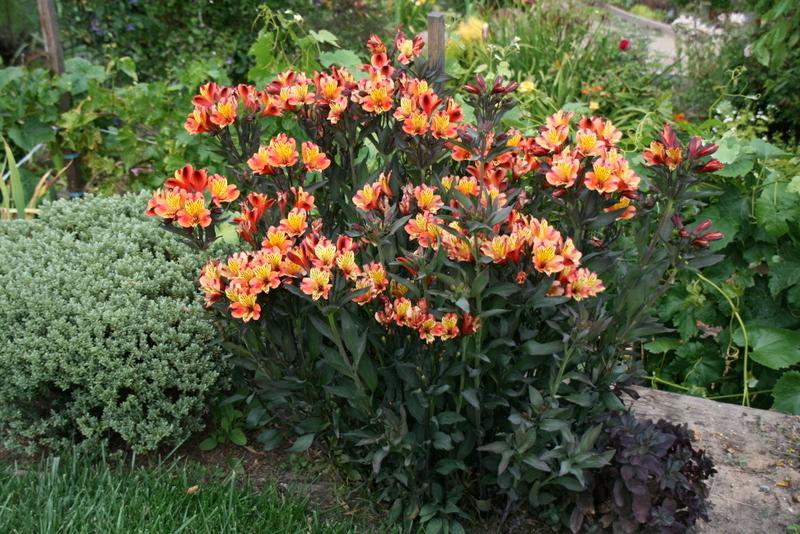 Peruvian Lilies Plant