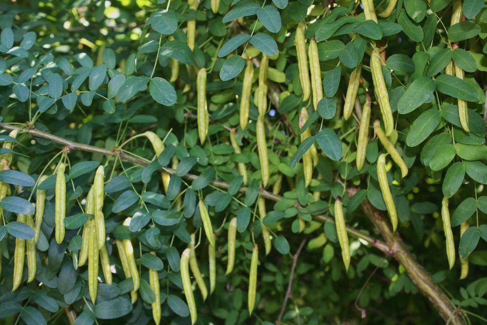 Photo of the fruit of Siberian Pea Shrub (Caragana arborescens) posted ...