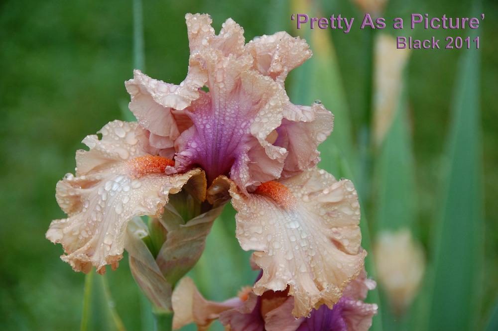 Photo of the bloom of Tall Bearded Iris (Iris 'Pretty as a Picture ...