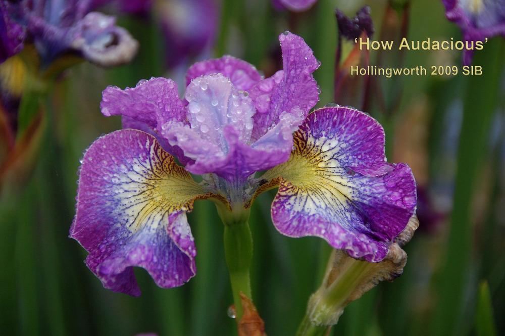 Photo of the bloom of Siberian Iris (Iris 'How Audacious') posted by ...