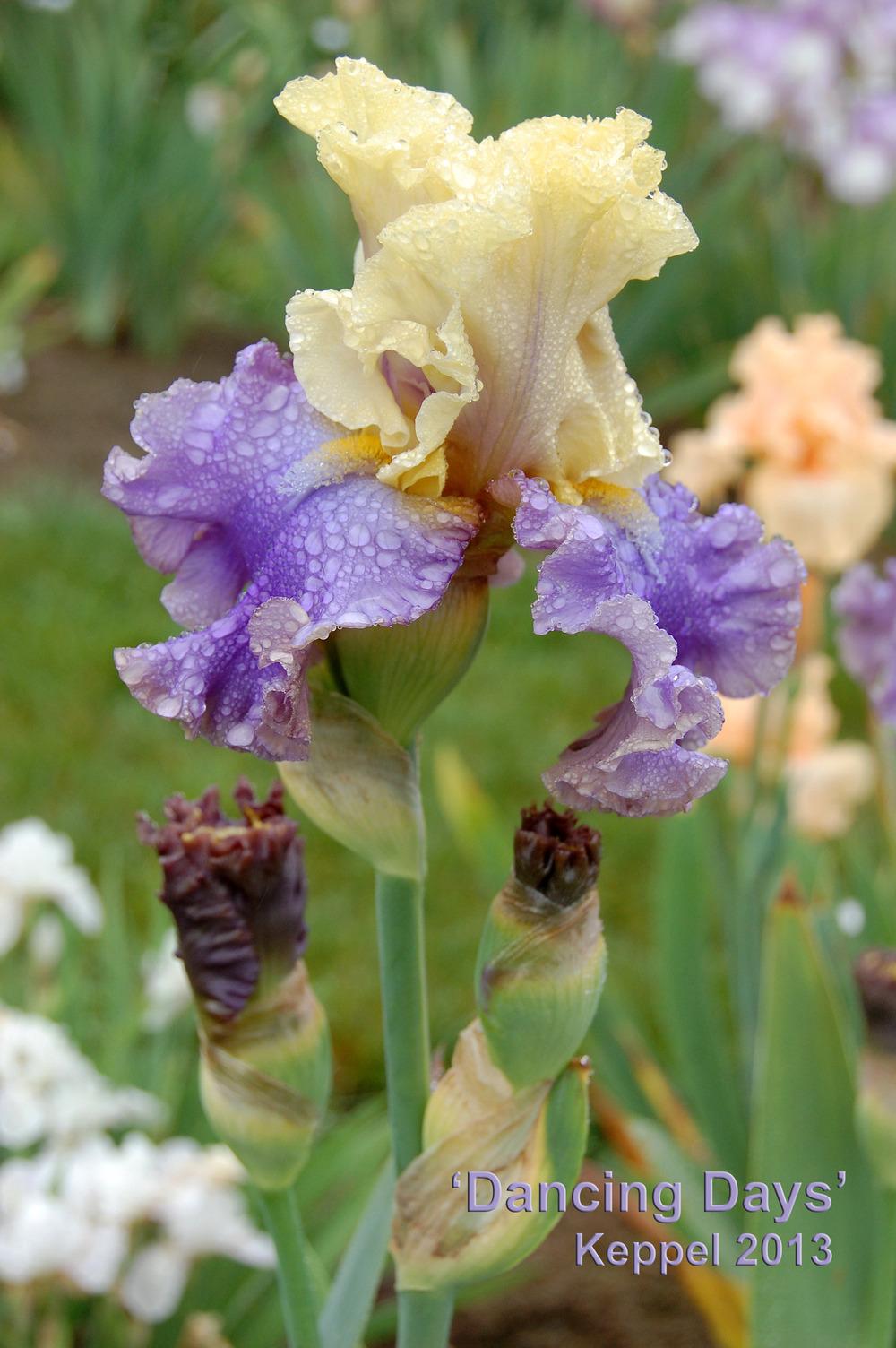 Photo of the bloom of Tall Bearded Iris (Iris 'Dancing Days') posted by ...