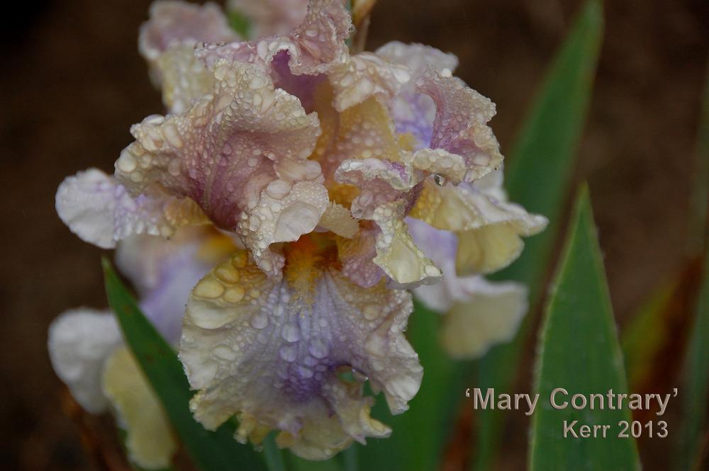 Photo of the bloom of Tall Bearded Iris (Iris 'Mary Contrary') posted ...