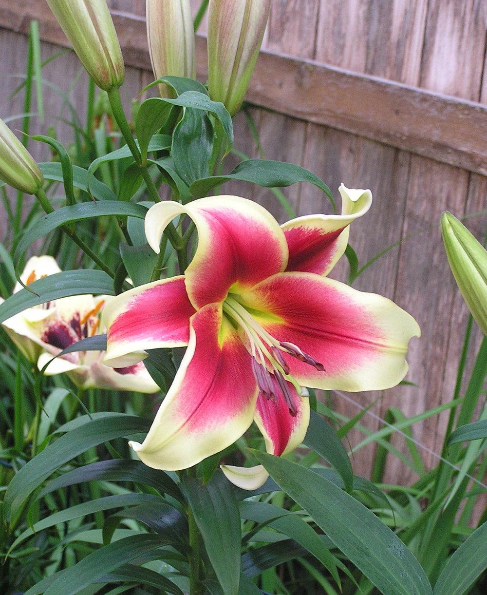 Photo of the bloom of Lily (Lilium 'Flavia') posted by mandolls ...