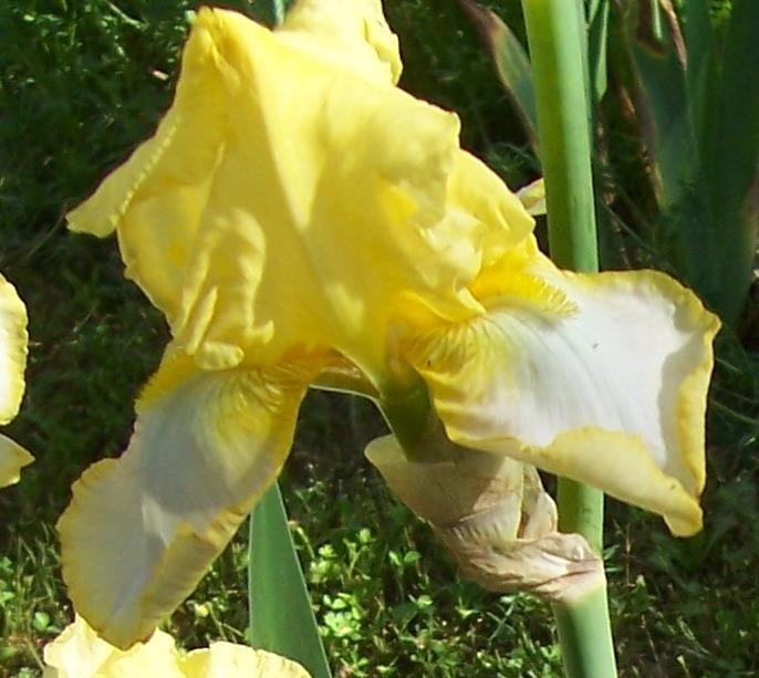 Tall Bearded Iris (Iris 'Humming Bird') in the Irises Database - Garden.org