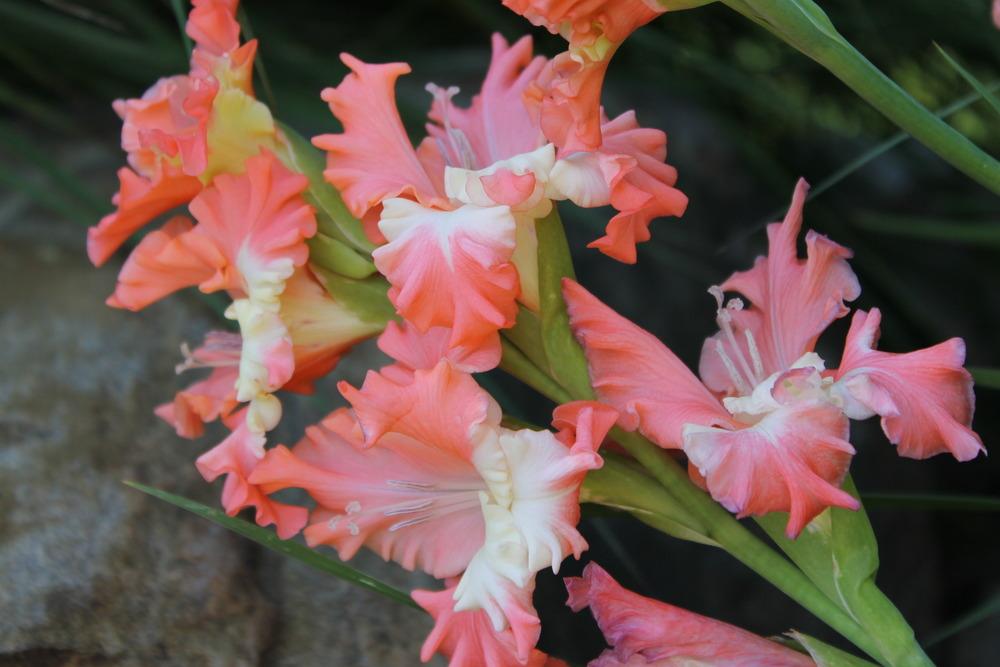 Gladiolus: Plant Care and Collection of Varieties - Garden.org