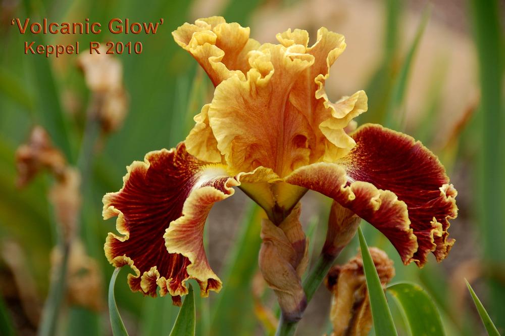 Photo of the bloom of Tall Bearded Iris (Iris 'Volcanic Glow') posted by Mikey - Garden.org