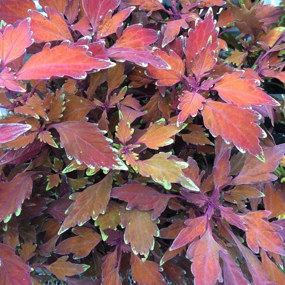 Photo of the entire plant of Coleus (Coleus scutellarioides Marquee Box ...