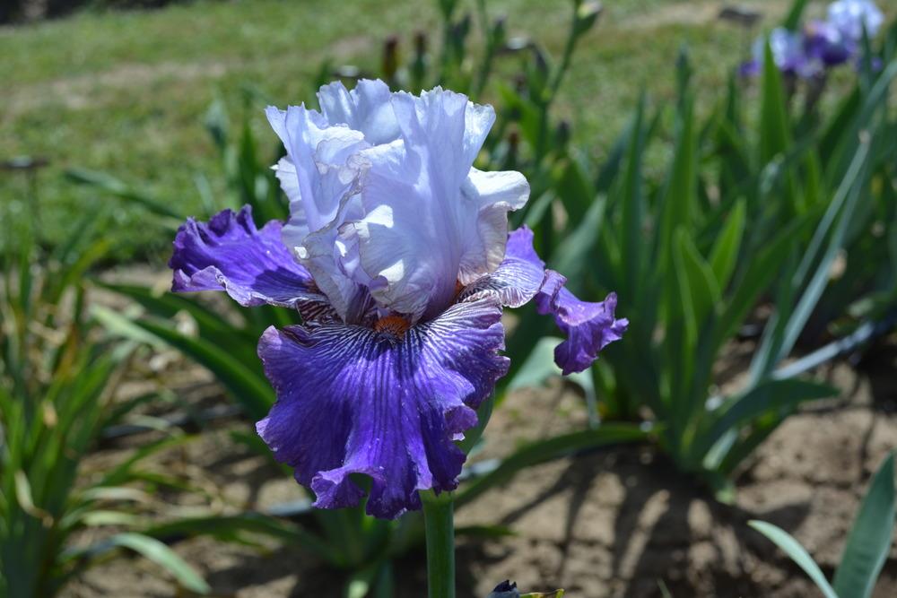 Tall Bearded Iris (Iris 'Helen's Melody') in the Irises Database ...