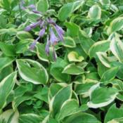 Hosta 'Golden Tiara' in the Hostas Database - Garden.org