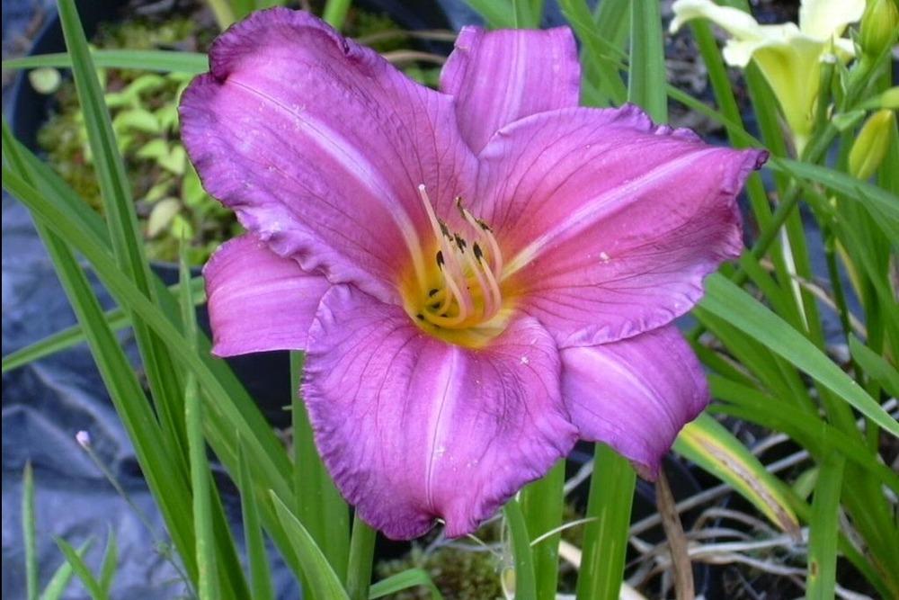 Photo of the bloom of Daylily (Hemerocallis 'Summer Wine') posted by ...