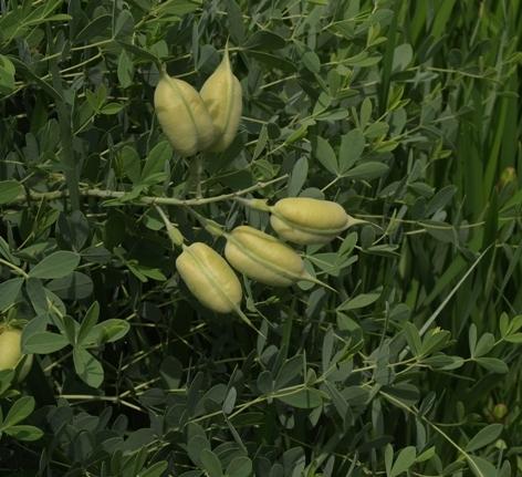 Photo of the seed pods or heads of Blue Wild Indigo (Baptisia australis ...