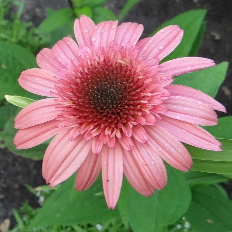 Photo of the bloom of Coneflower (Echinacea 'Raspberry Truffle') posted ...