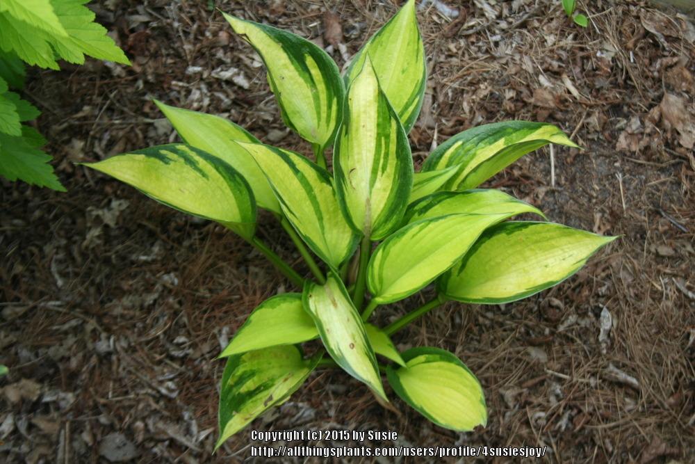 Photo of the entire plant of Hosta 'Justine' posted by 4susiesjoy ...