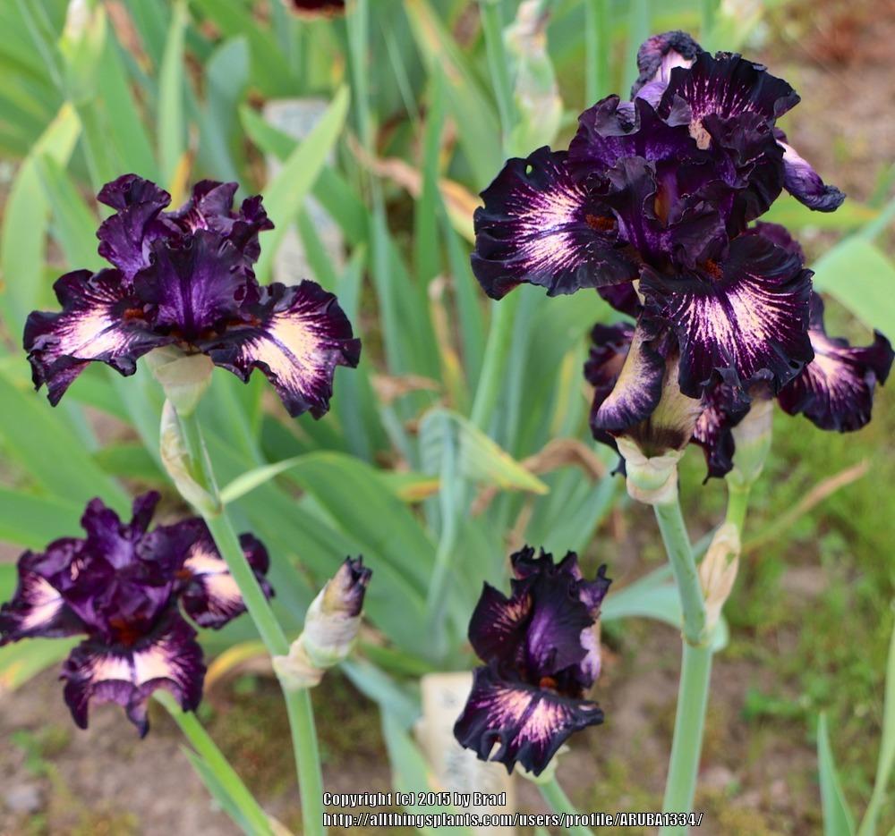 Photo of the bloom of Tall Bearded Iris (Iris 'Dancing in the Dark ...