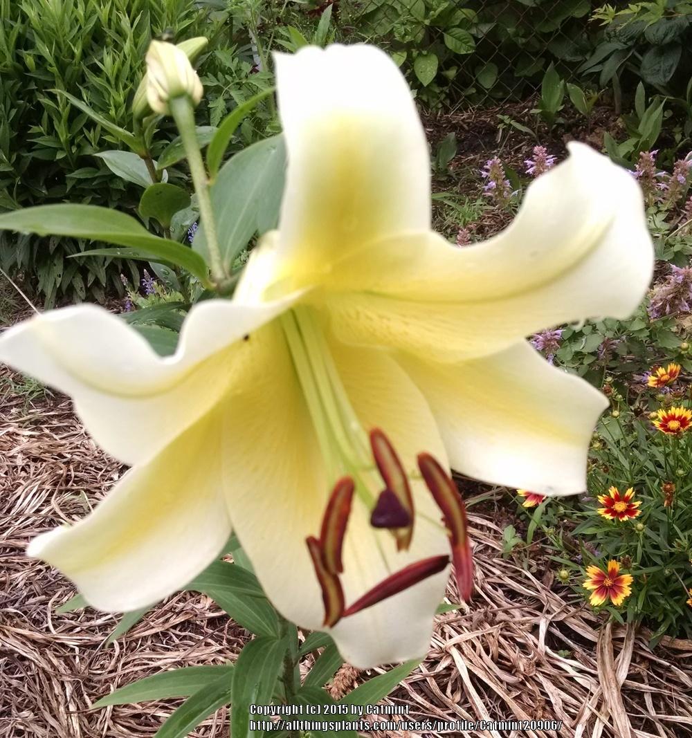Photo of the bloom of Lily (Lilium 'Conca d'Or') posted by Catmint20906 ...