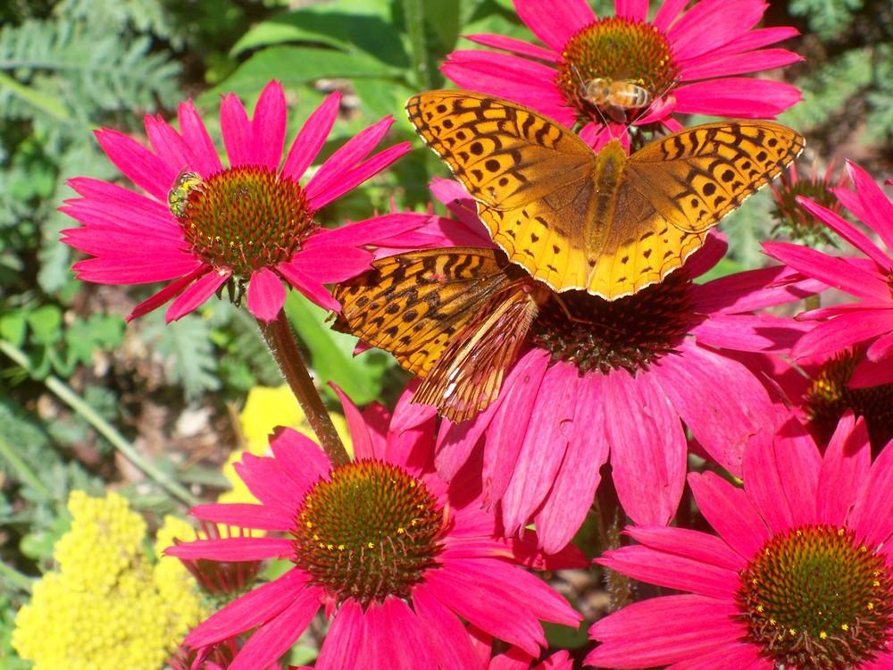Coneflowers: Plant Care and Collection of Varieties - Garden.org