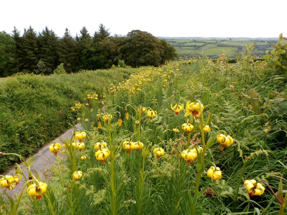 Photo of the habitat view of Pyrenean Lily (Lilium pyrenaicum) posted ...
