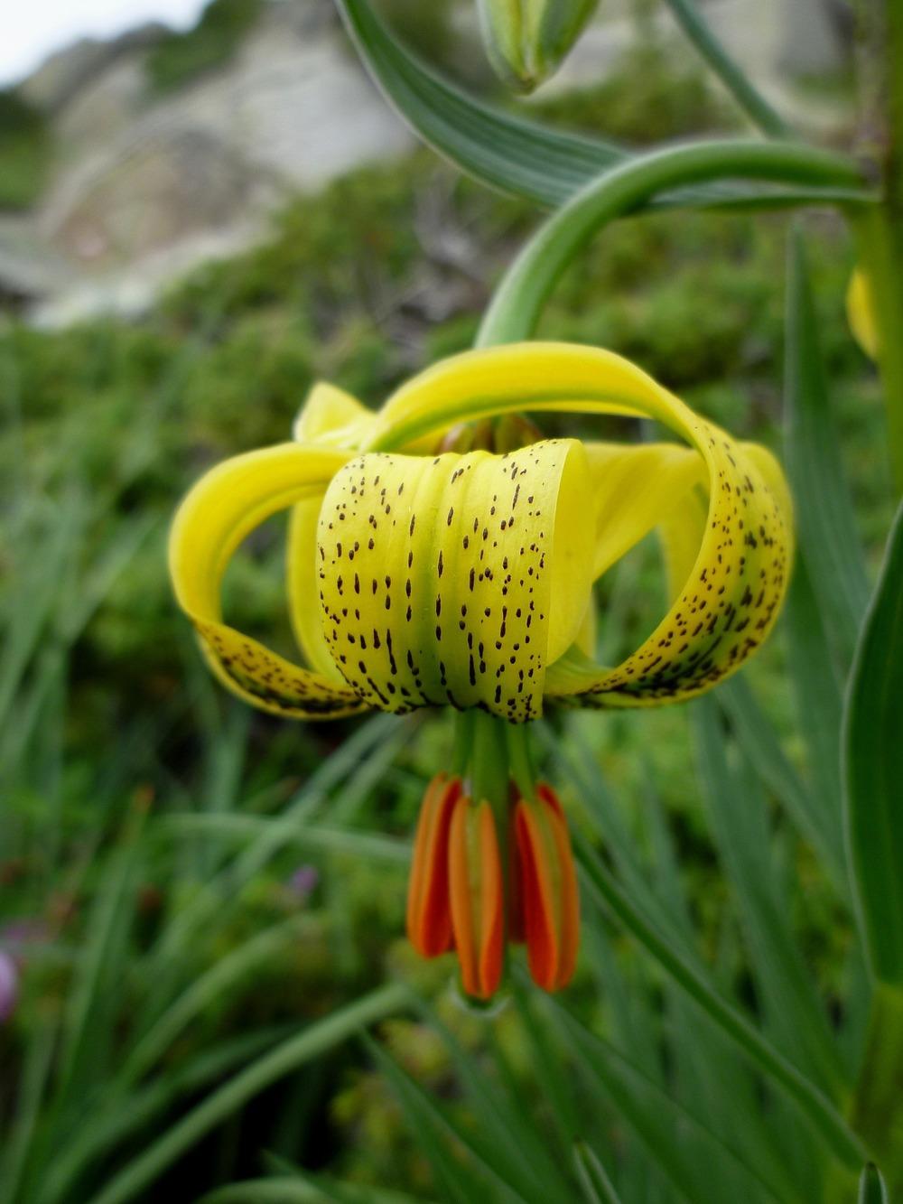 Photo of the bloom of Pyrenean Lily (Lilium pyrenaicum) posted by admin ...