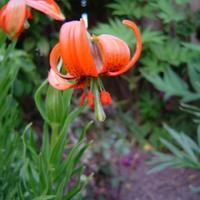 Photo of the bloom of Pyrenean Lily (Lilium pyrenaicum) posted by ...