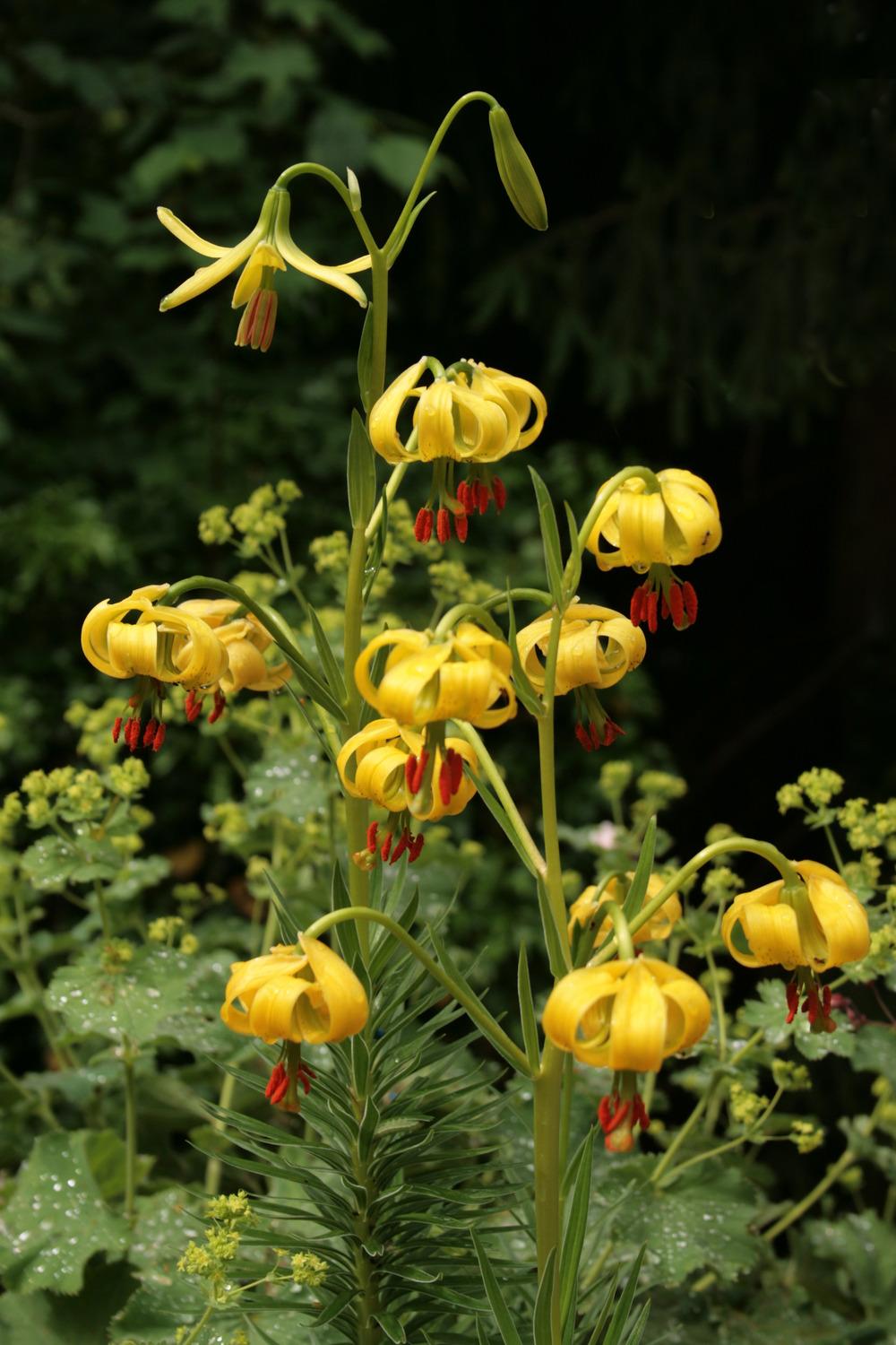Photo of the closeup of buds, sepals and receptacles of Pyrenean Lily ...