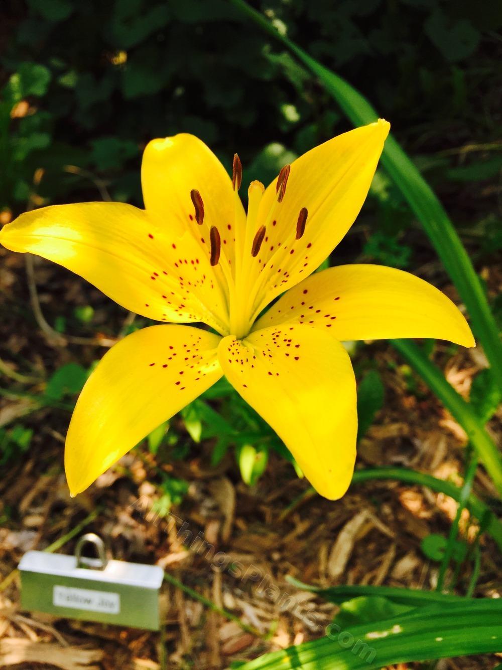 Lily (Lilium 'Yellow Joy') in the Lilies Database - Garden.org