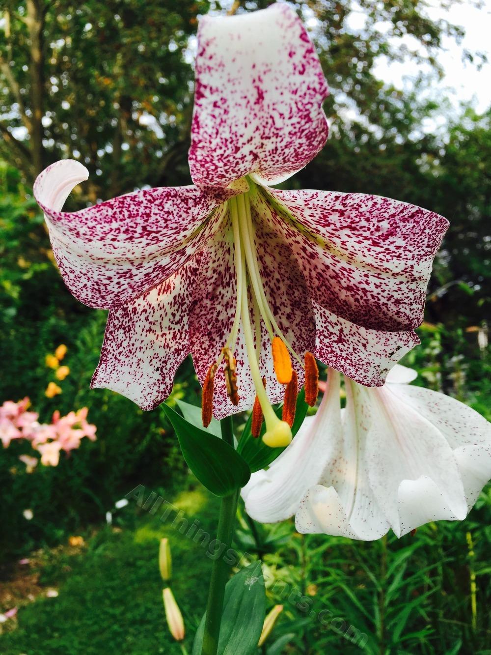 Lilies: Plant Care and Collection of Varieties - Garden.org