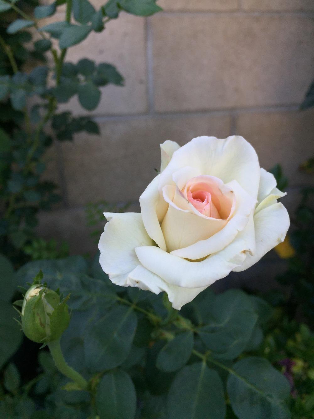 Rose Identification Help in the Roses forum - Garden.org