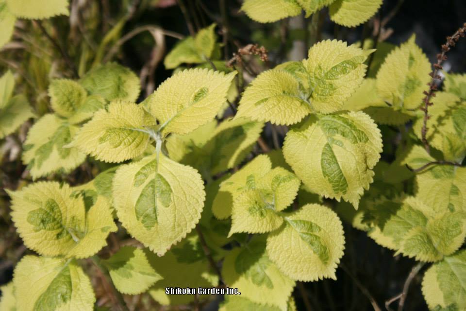 Variegated Japanese Shrub Mint (Comanthosphace japonica 'Variegatum ...