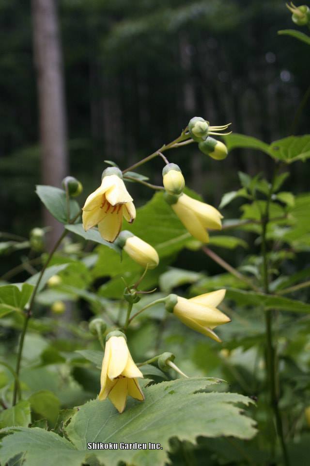 Photo of the bloom of Yellow Wax Bells (Kirengeshoma palmata) posted by ...