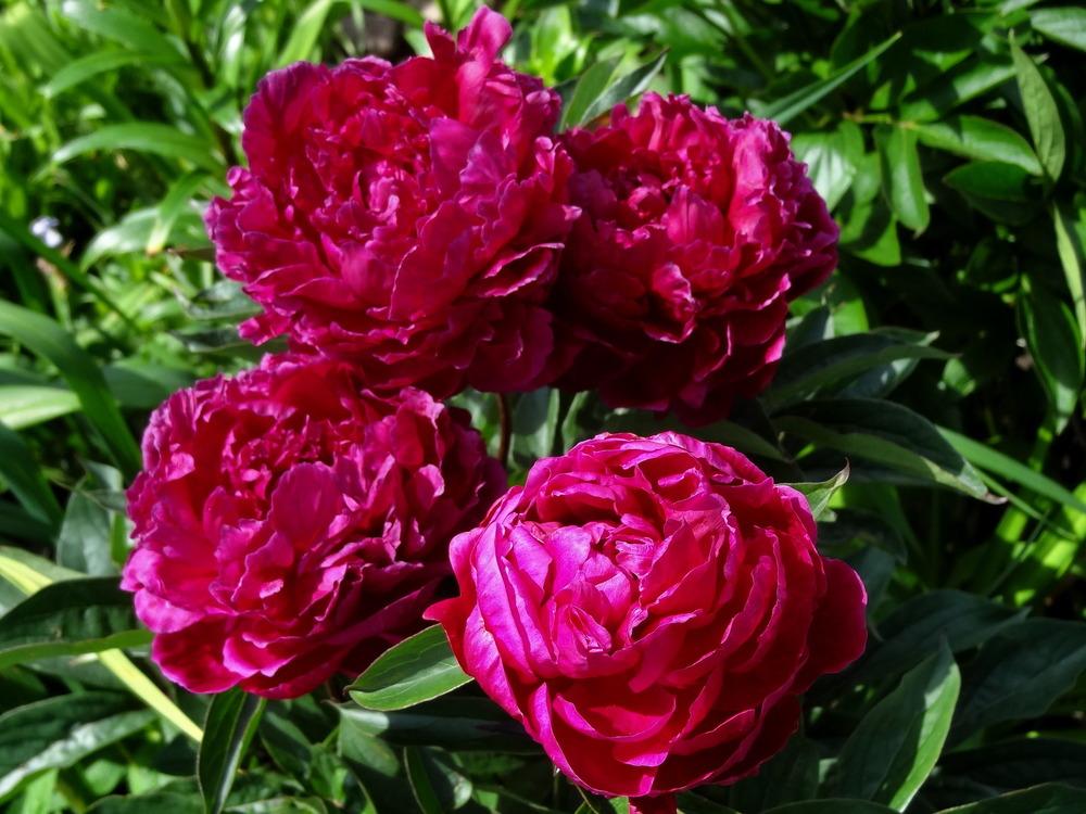 Photo of the bloom of Peony (Paeonia lactiflora 'Kansas') posted by ...
