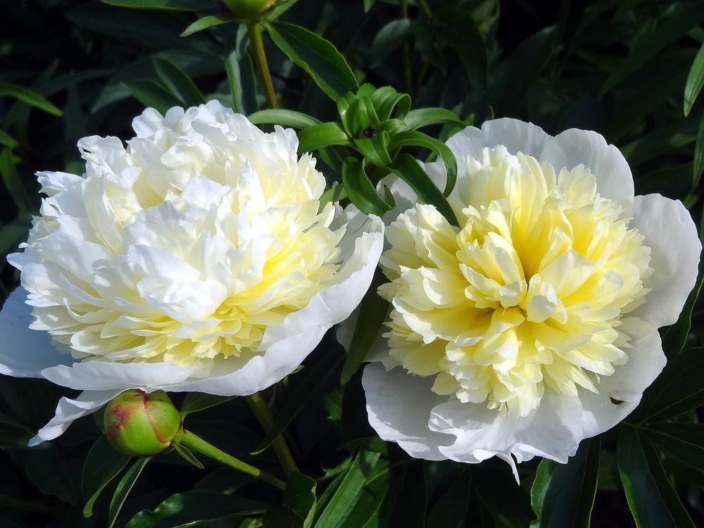 Photo of the bloom of Peony (Paeonia lactiflora 'Laura Dessert') posted ...