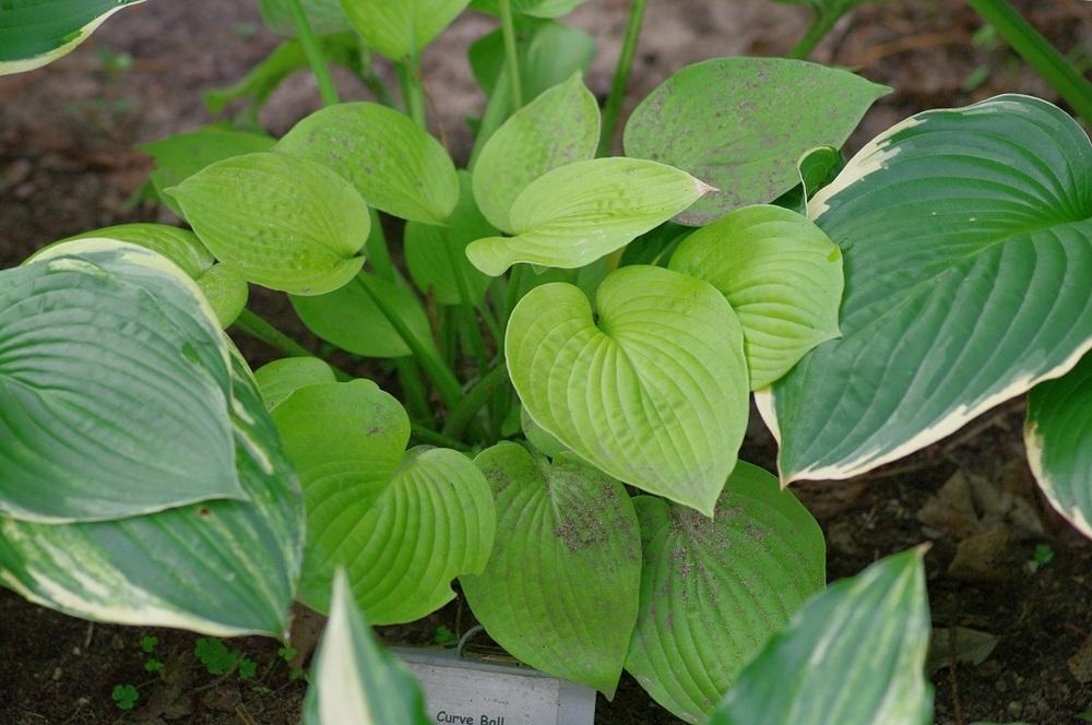Hosta 'Curve Ball' in the Hostas Database - Garden.org
