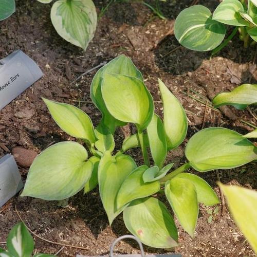 Hosta 'Princess Diana' in the Hostas Database - Garden.org