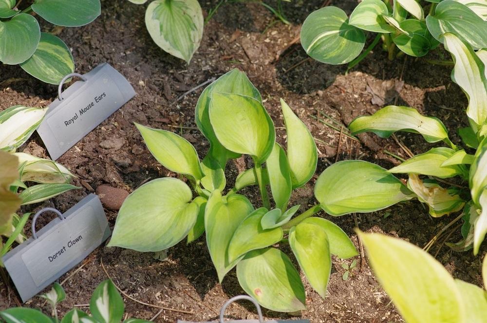 Hosta 'Princess Diana' in the Hostas Database - Garden.org