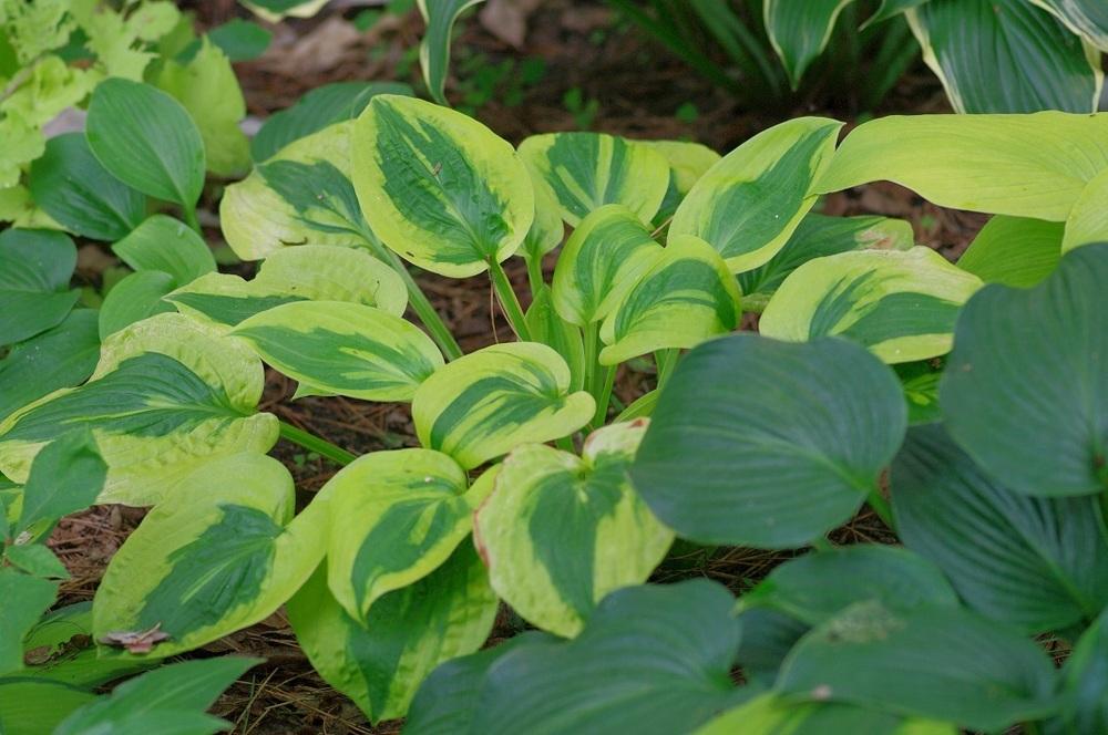 Hosta 'Glad Rags' in the Hostas Database - Garden.org