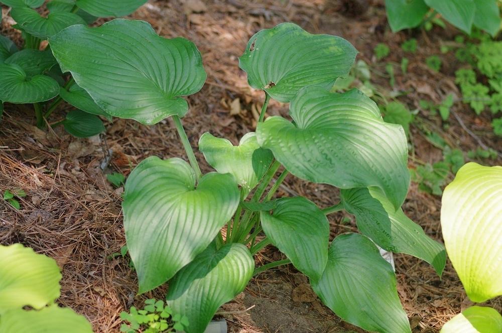Photo of the entire plant of Hosta 'Frank Lloyd Wright' posted by Rose1656 - Garden.org