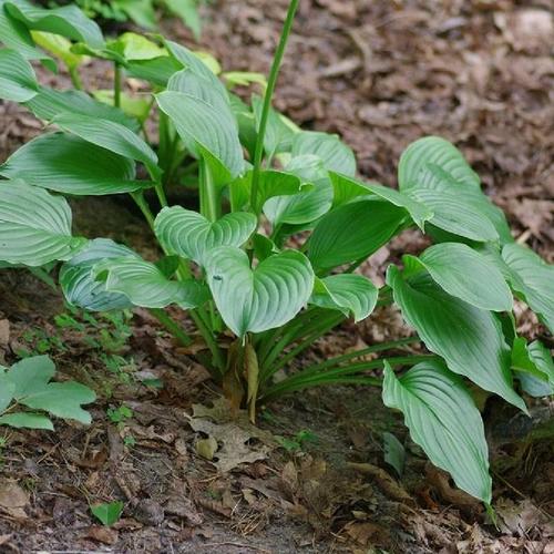 Hosta 'Surf's Up' in the Hostas Database - Garden.org