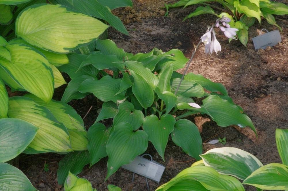 Hosta 'Steffi' in the Hostas Database - Garden.org