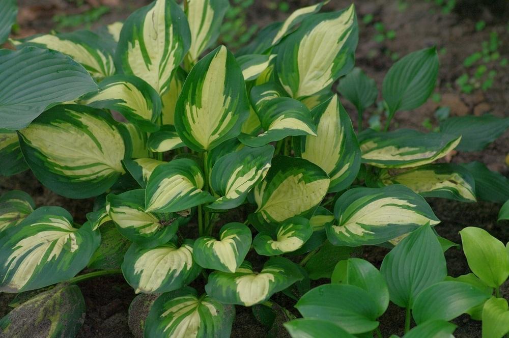 Hosta 'Galaxy Light' in the Hostas Database - Garden.org