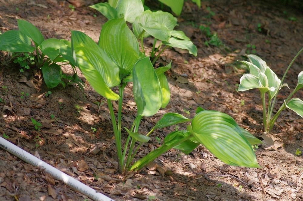 Hosta 'Final Summation' in the Hostas Database - Garden.org
