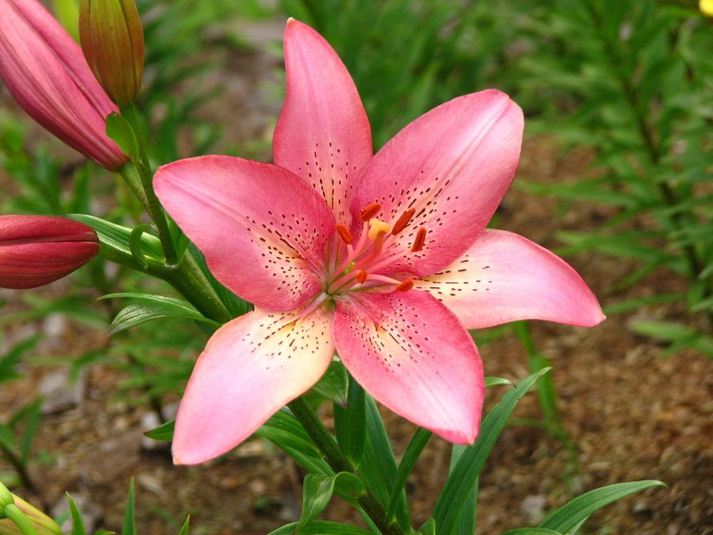 Lily (Lilium Aladdin's Quest) in the Lilies Database - Garden.org