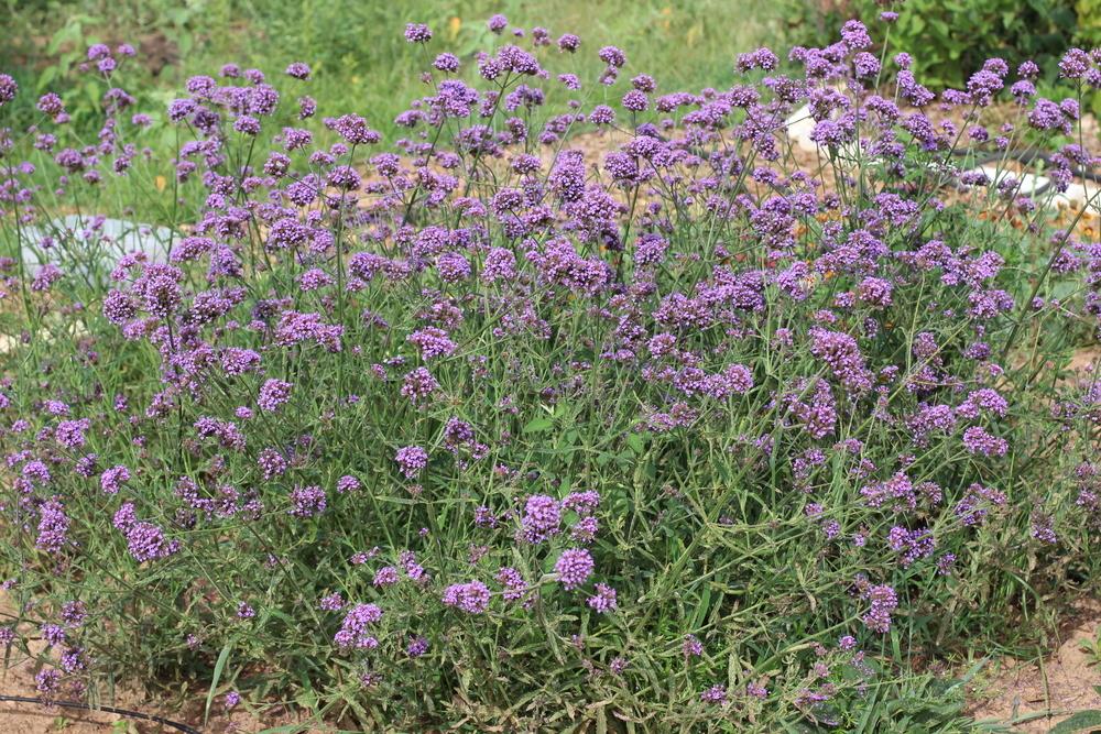 Photo of the entire plant of Tall Verbena (Verbena bonariensis) posted ...