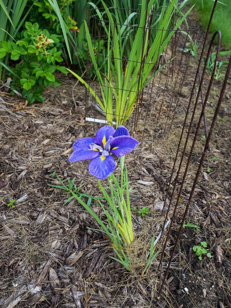 Photo of the entire plant of Japanese Iris (Iris ensata 'Second Wave') posted by frankrichards16 ...